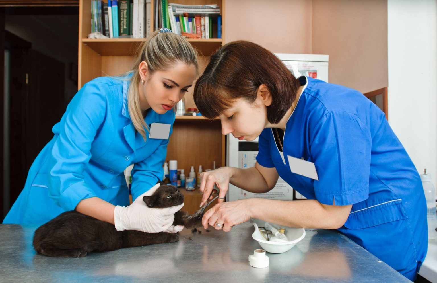 ¿Es mejor estudiar veterinaria o zootecnia? - Blog Emagister