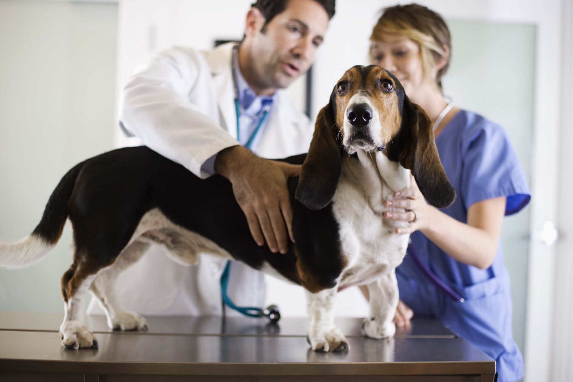 Descubre las profesiones con más futuro en veterinaria - Blog Emagister